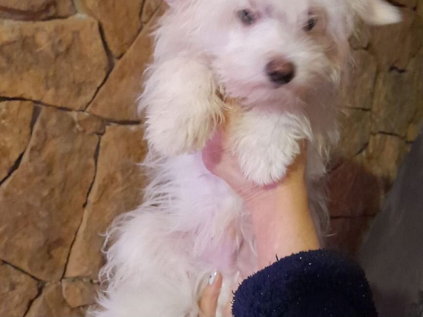 Китайская хохлатая