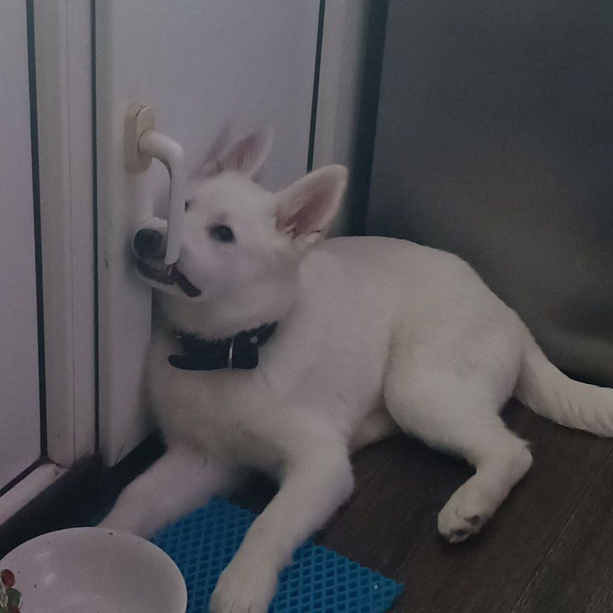 Собаки