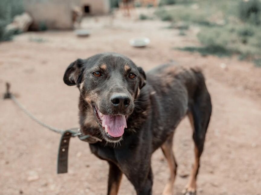 Очень худая собака. Нужен дом