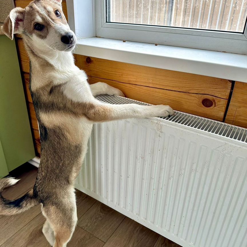 Моника