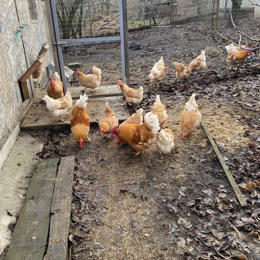 Инкубационное яйцо Мини-мясные палевые