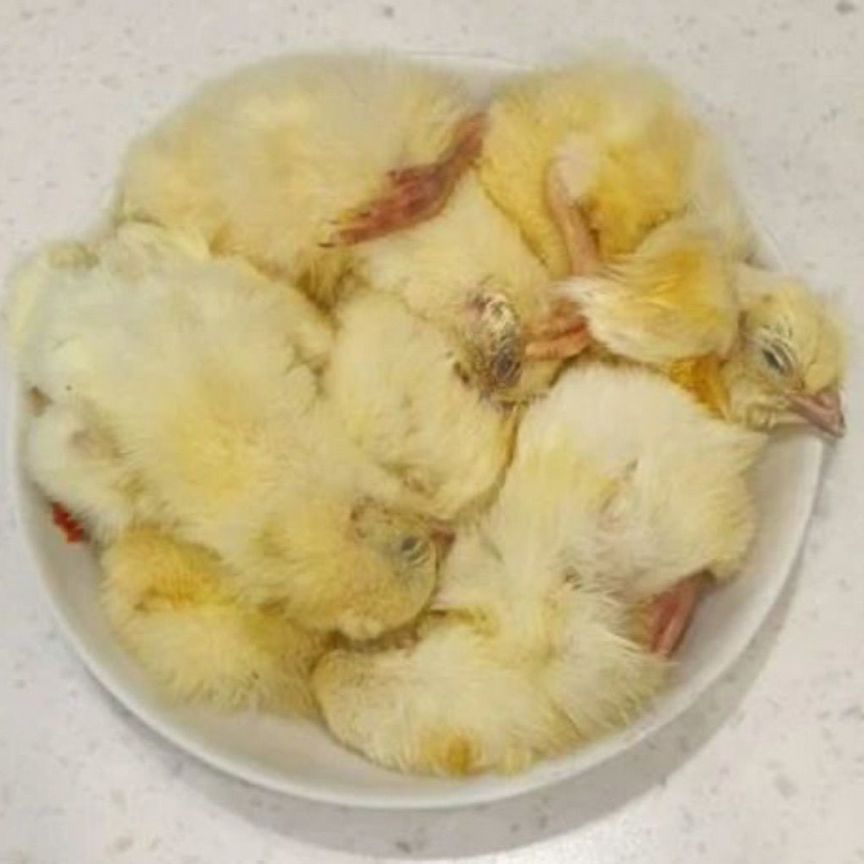 Цыплята на корм животным
