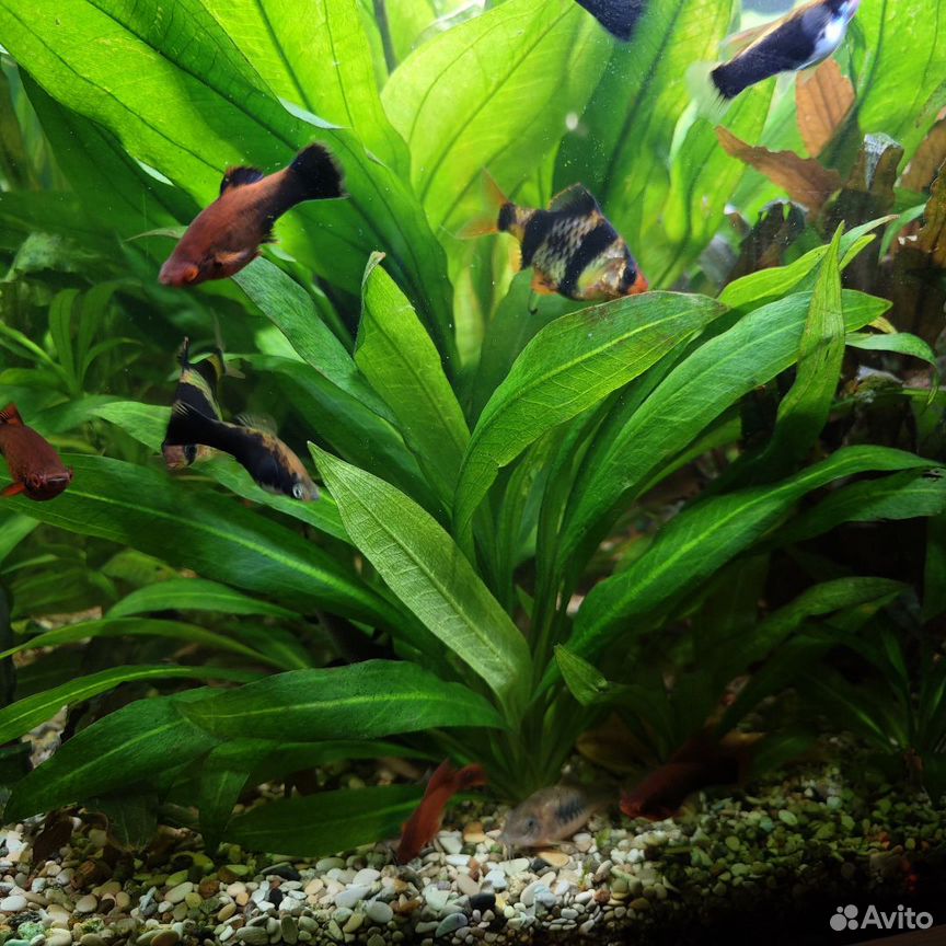 Эхинодорус Амазонка