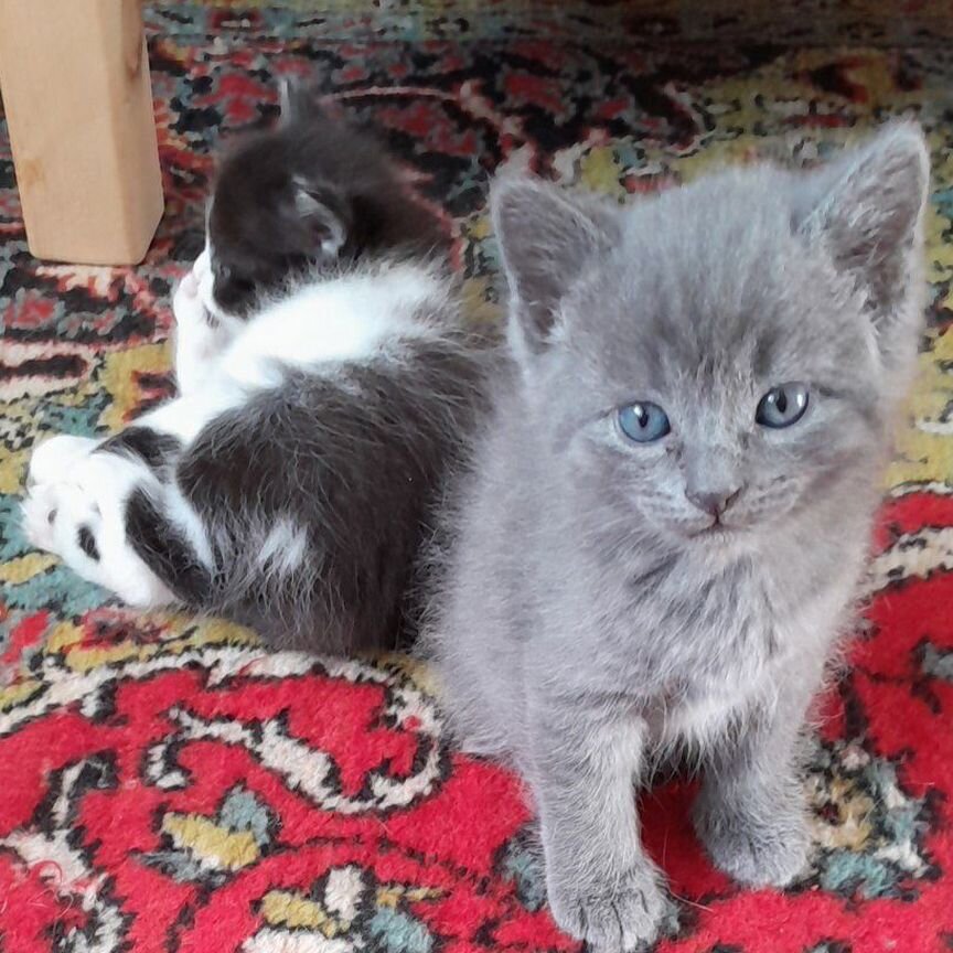 Британский короткошёрстный котёнок