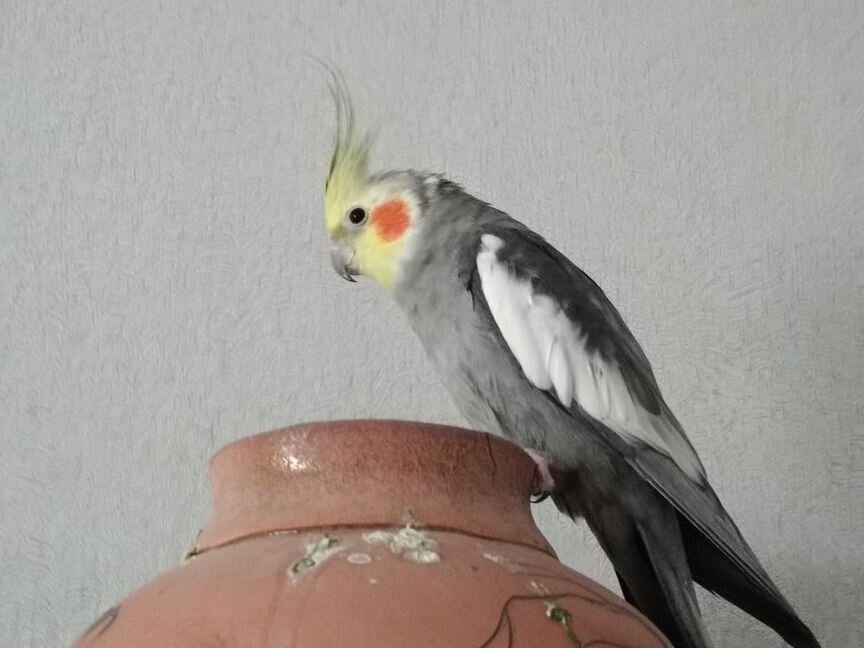 Попугай корелла мальчик