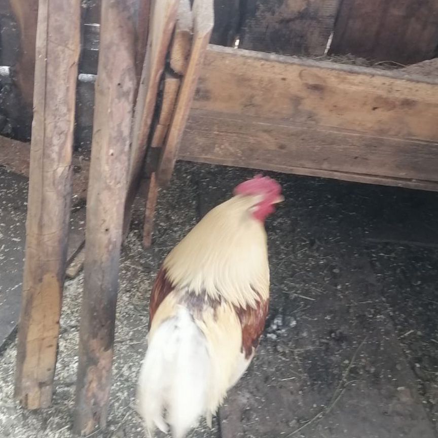 Петух