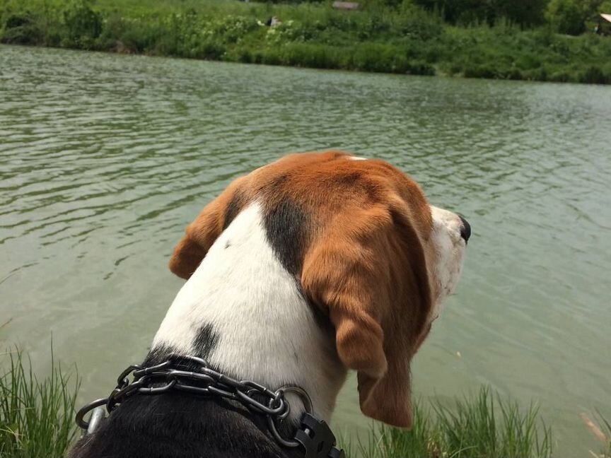 Вязка собак бигль