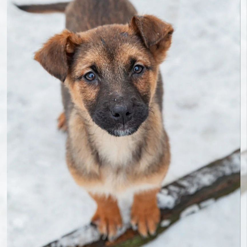 Щенок от частного владельца