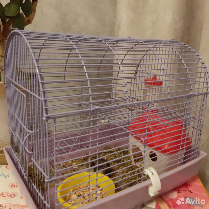 Джунгарский хомяк с клеткой, девочка 1,5 мес