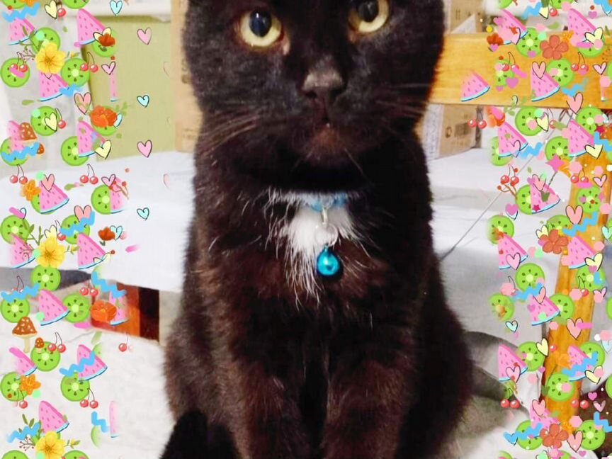 Кот