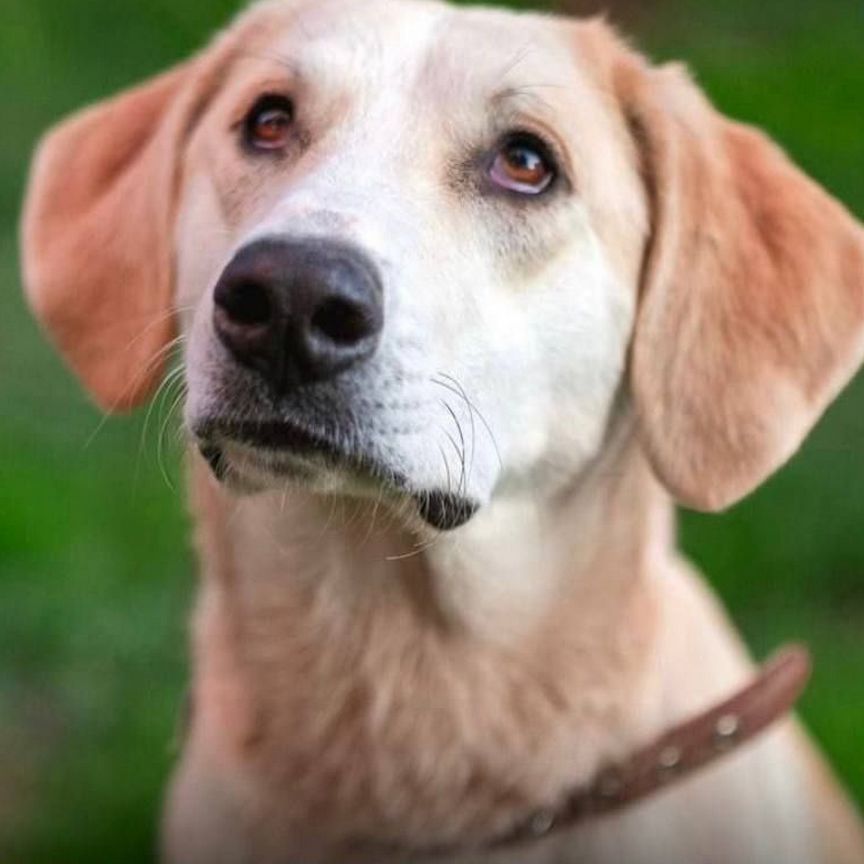 Взрослая собака в добрые руки