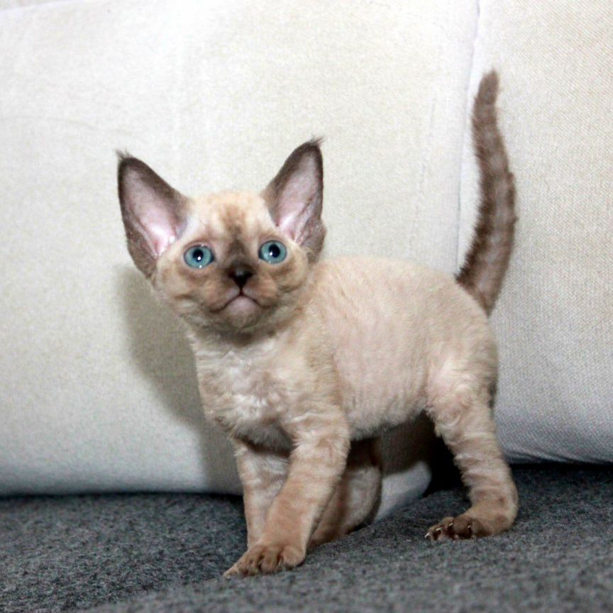 Девон-рекс котёнок