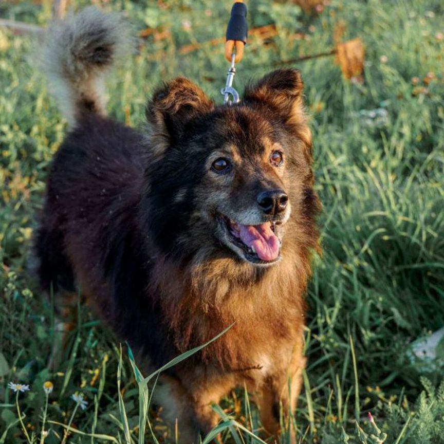 Собака мальчик бесплатно