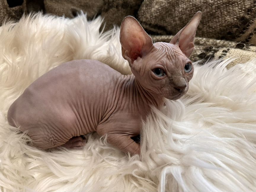 Канадский сфинкс