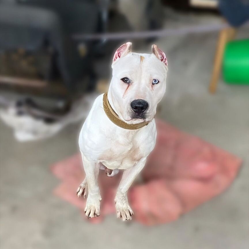 Шикарный кобель на вязку