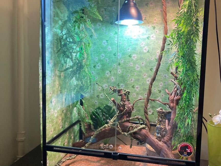 Террариум для хамелеона