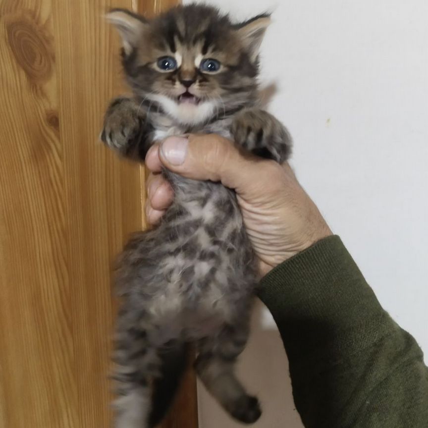 Кошечка в добрые руки