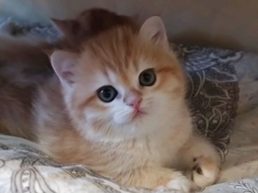 Британская золотая шиншилла