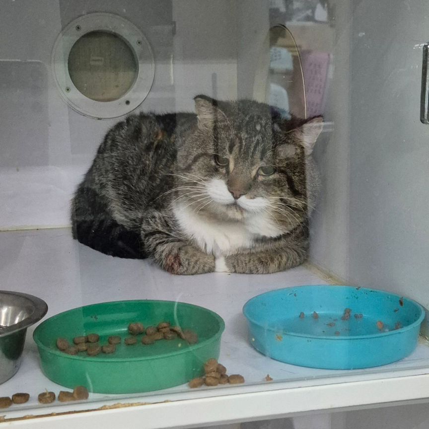 Взрослый кот в добрые руки