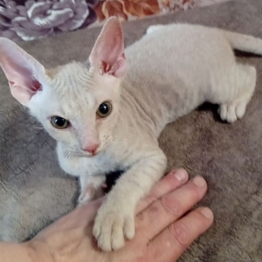 Отдам бесплатно котёнка 2,5 месяца мальчик