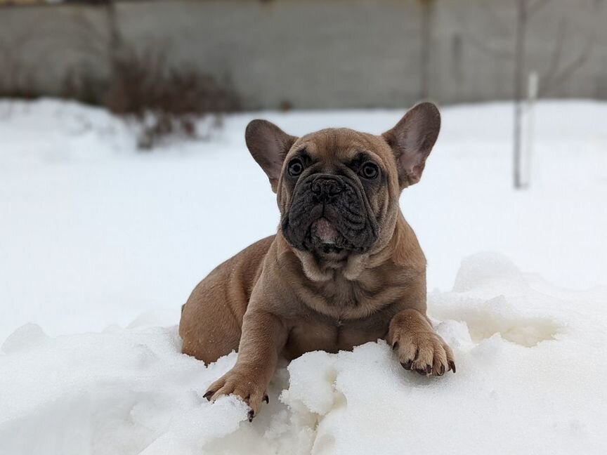 Голубо-палевый мальчик с зелеными глазами 1