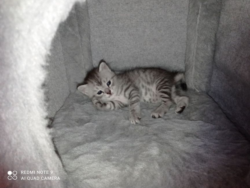 Кошка в дар