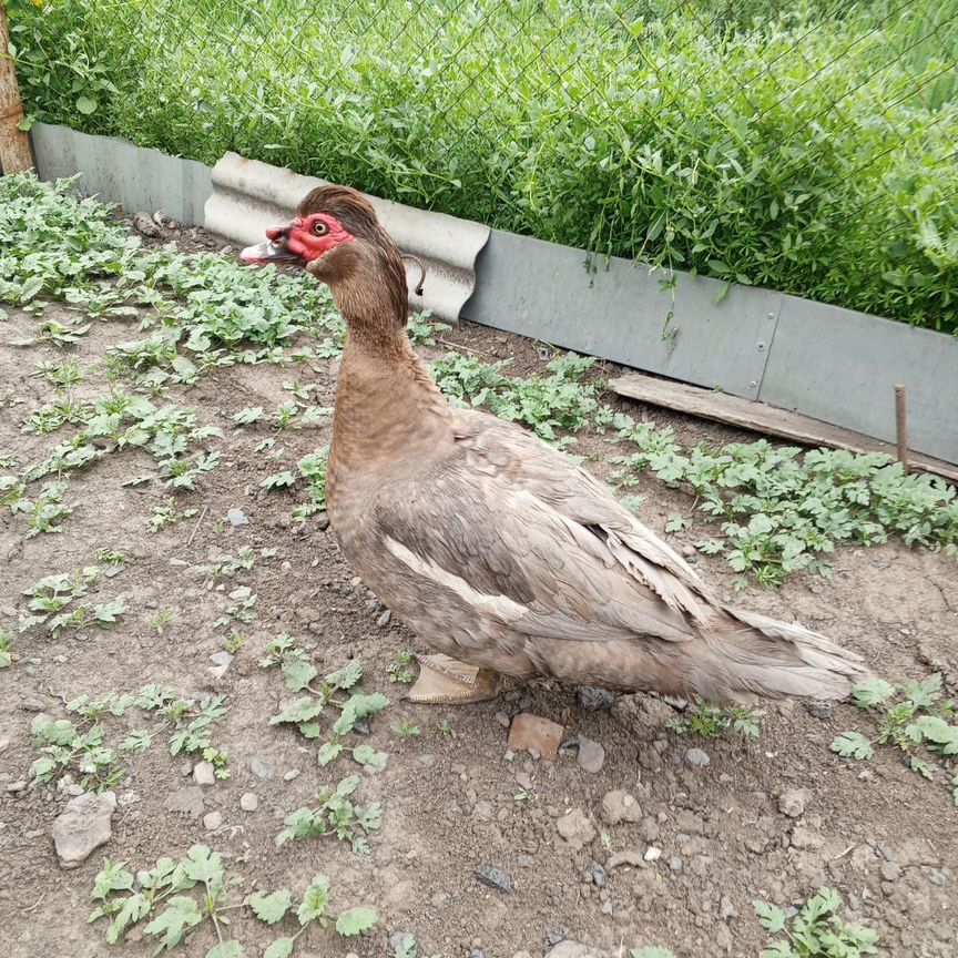 Утак на племя