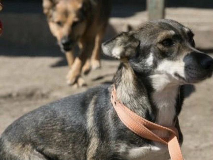 Приют закрываеться Собаки ищут дом