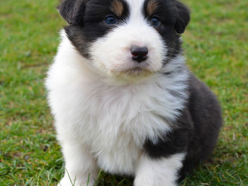 Австралийская овчарка (аусси)