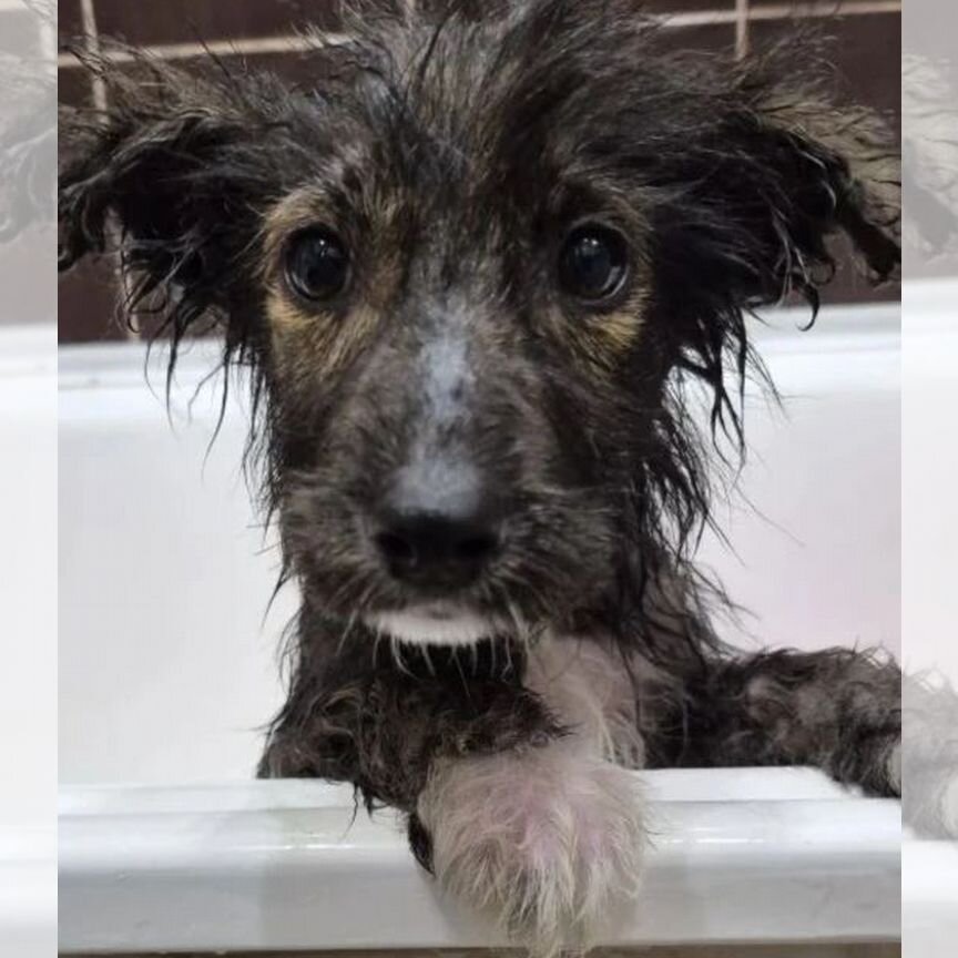 Щенок в добрые руки