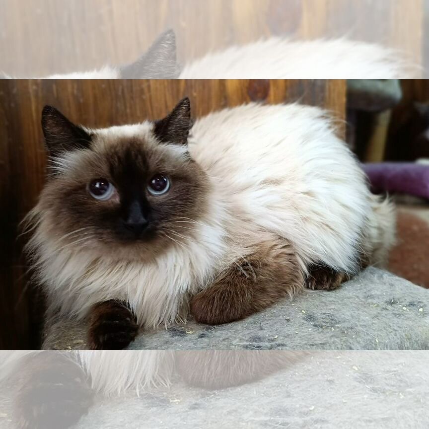Взрослая, кошка в добрые руки