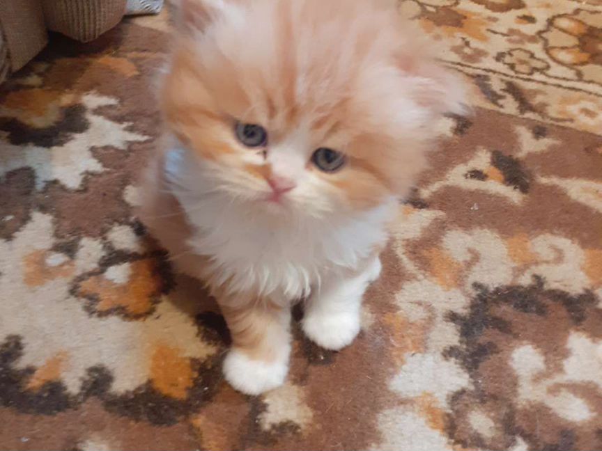 Котята персы