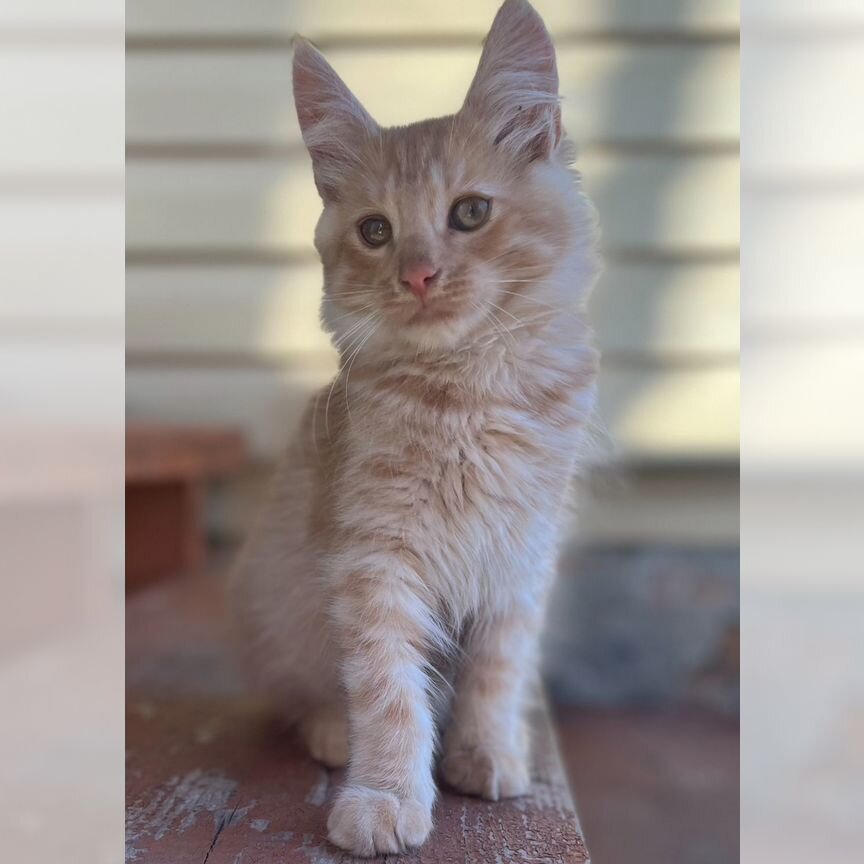 Котята в дар