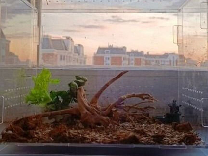 Террариум для рептилий, улиток, пауков, палочников