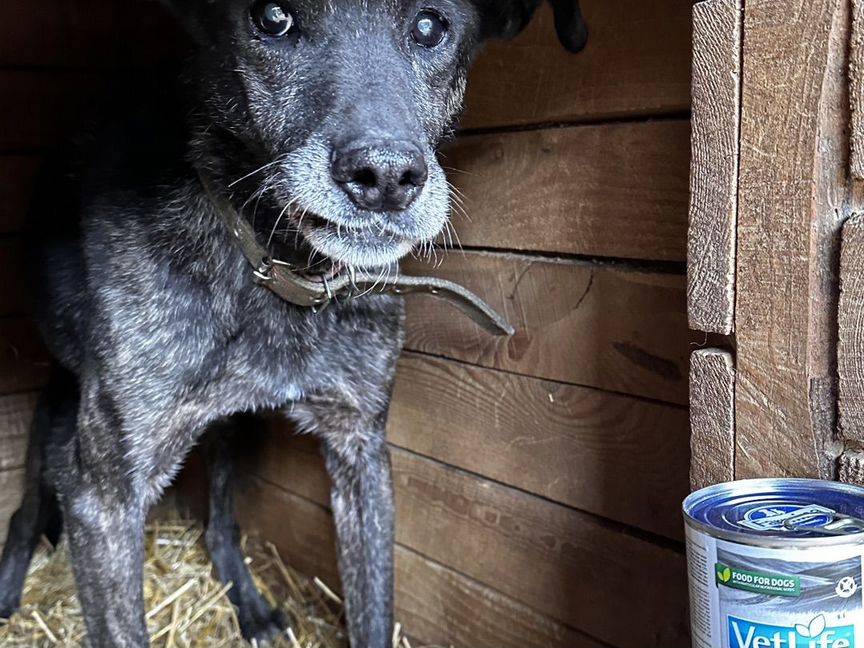 Старушка Буча всю жизнь в ожидании