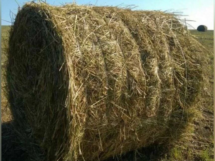 Сено в рулонах