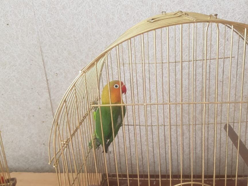 Попугай неразлучник fisher
