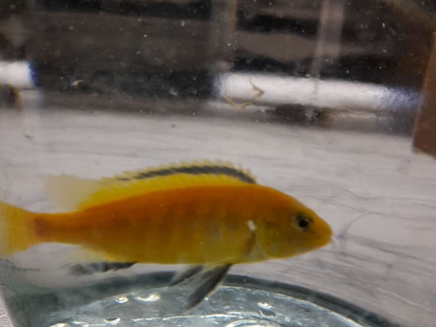 Рыбка цихлид