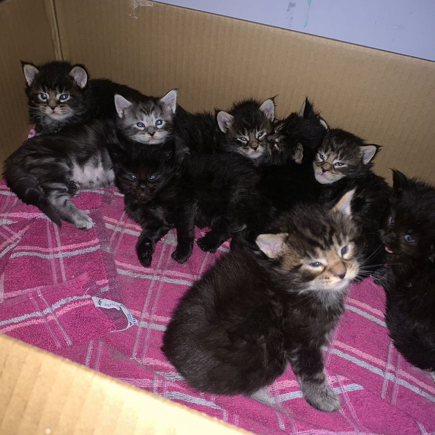 Котята мейкун
