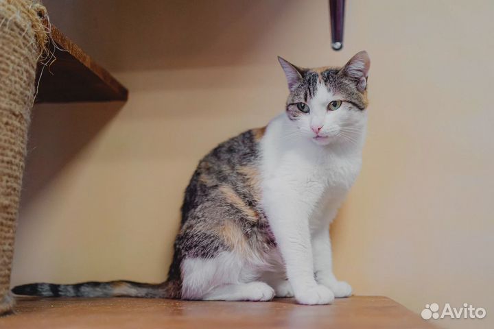 Возьмите кошку Линду из котокафе бесплатно