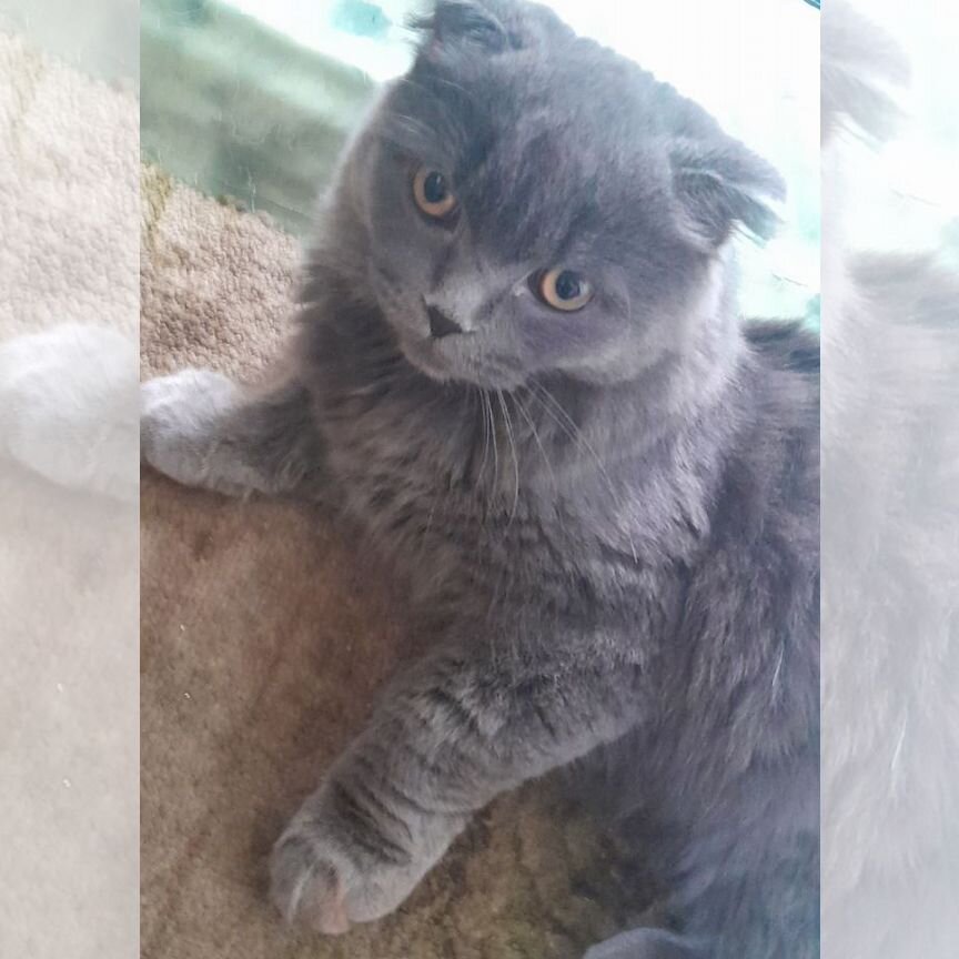Потерялась кошка