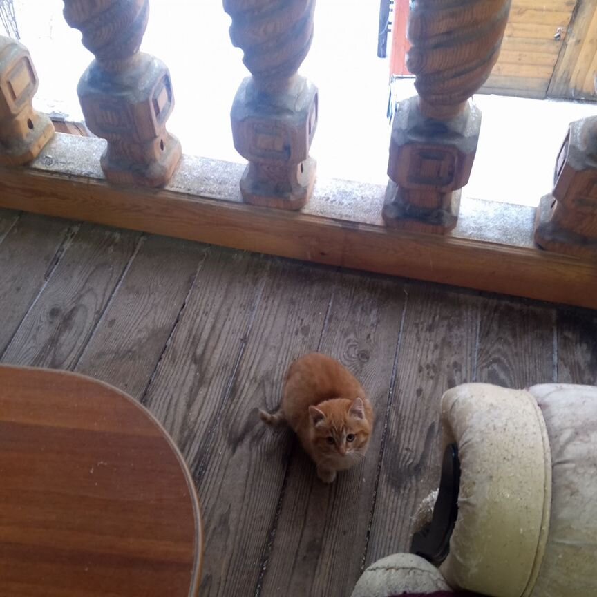 Отдам бесплатно