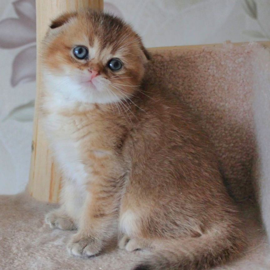 Шотландские золотые котятки