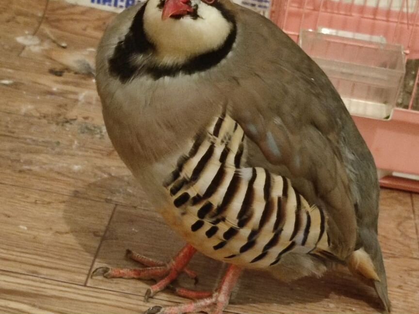 Куропатка азиатская