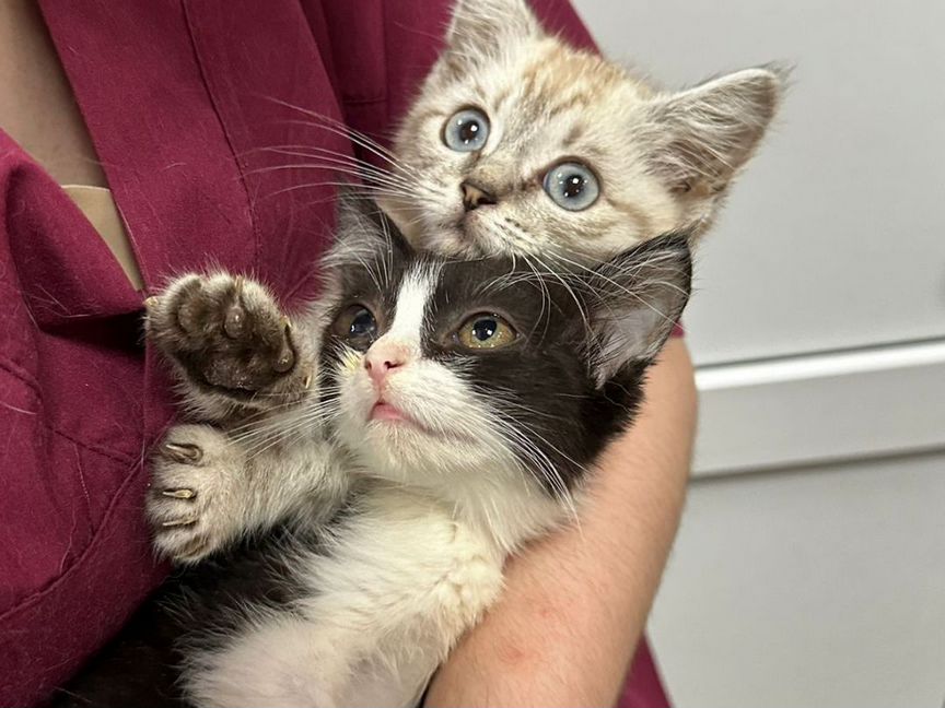 Им не куда идти Их бросили в клинике