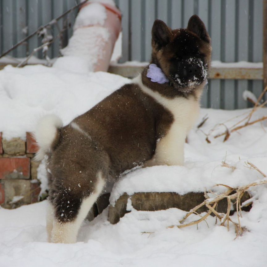 Американская акита