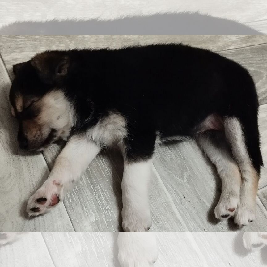 Щенок в добрые руки