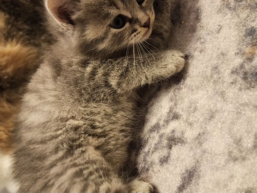 Кошка в дар