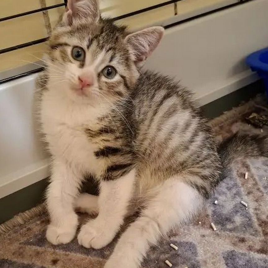 Котёнок в добрые руки