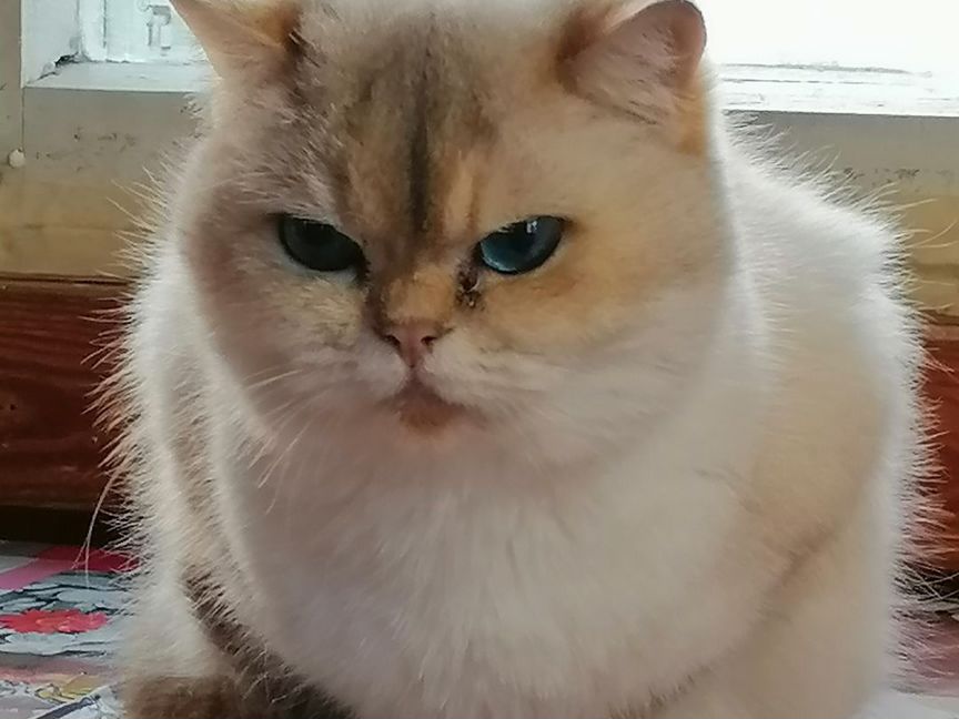 Кошка